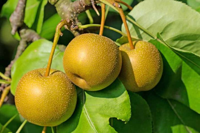 How to Grow and Care for Asian Pear Trees | Gardener's Path