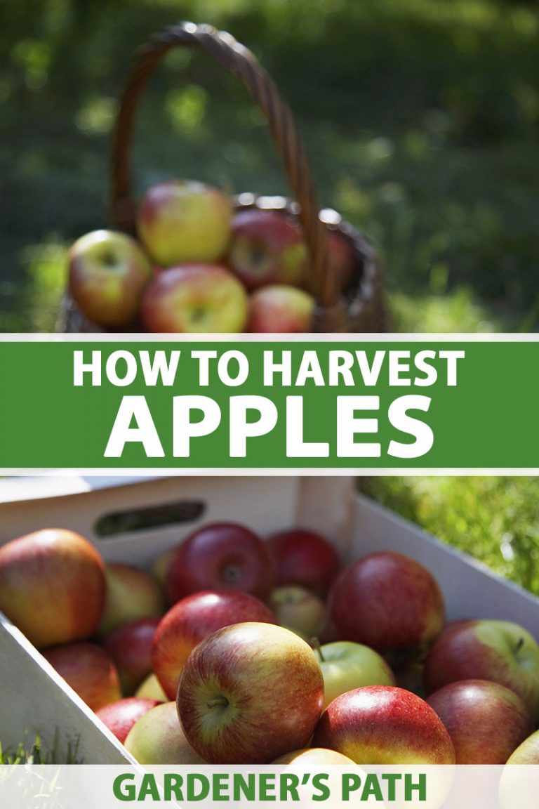When and How to Harvest Apples | Gardener's Path