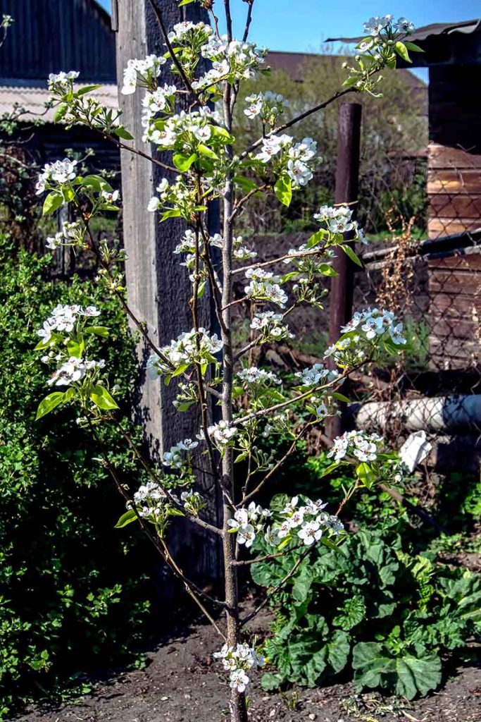 How to Propagate Pear Trees from Cuttings | Gardener’s Path