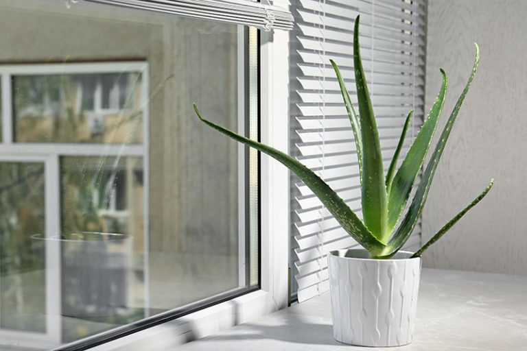 How to Grow and Care for Aloe Vera | Gardener’s Path