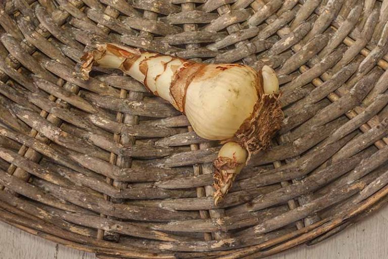 How to Propagate Amaryllis Bulbs | Gardener's Path