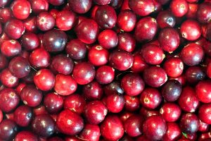 The Best Types of Cranberries to Grow Your Own | Gardener’s Path