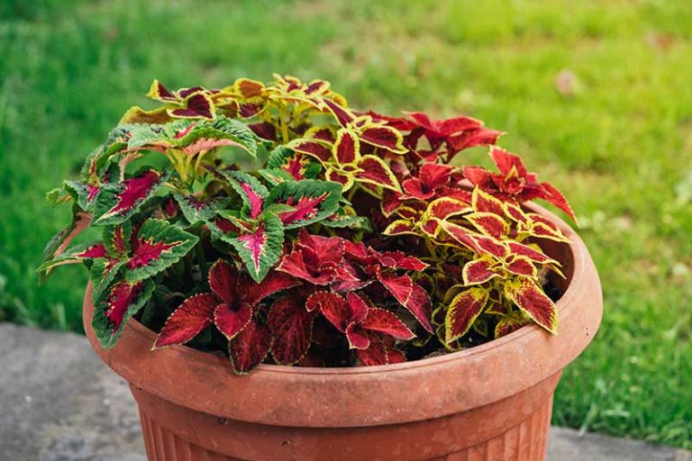 How to Plant and Grow Coleus | Gardener’s Path