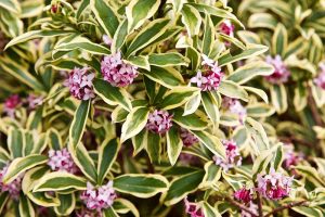 23 of the Best Variegated Shrubs for Your Landscape | Gardener’s Path