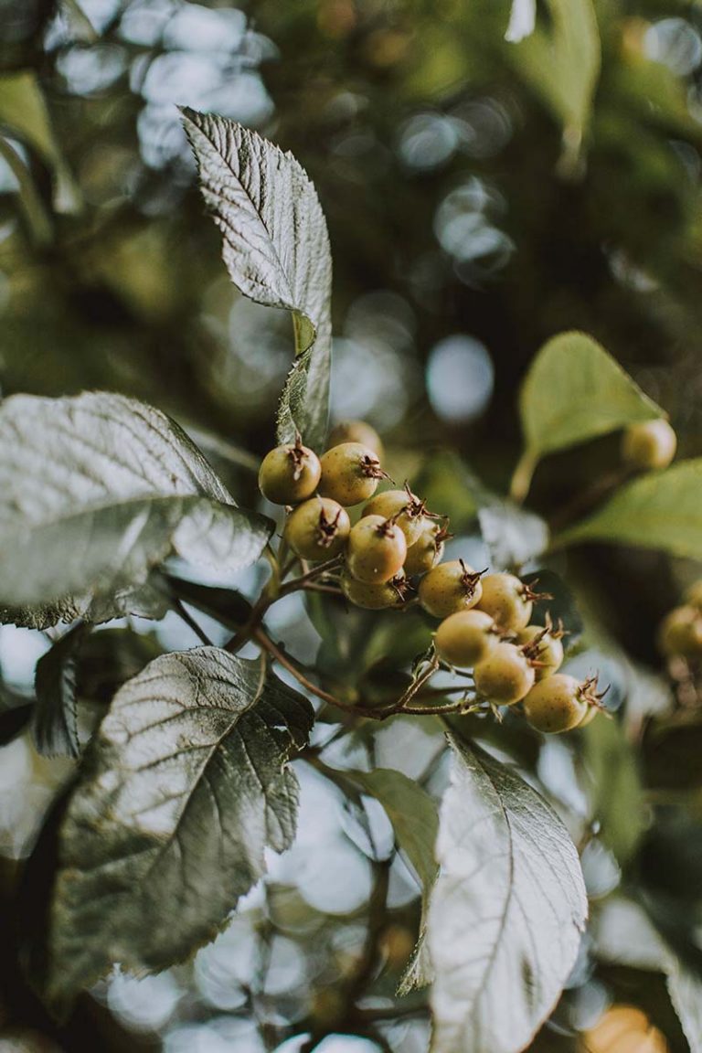 How to Grow and Care for Winterberry Holly | Gardener’s Path