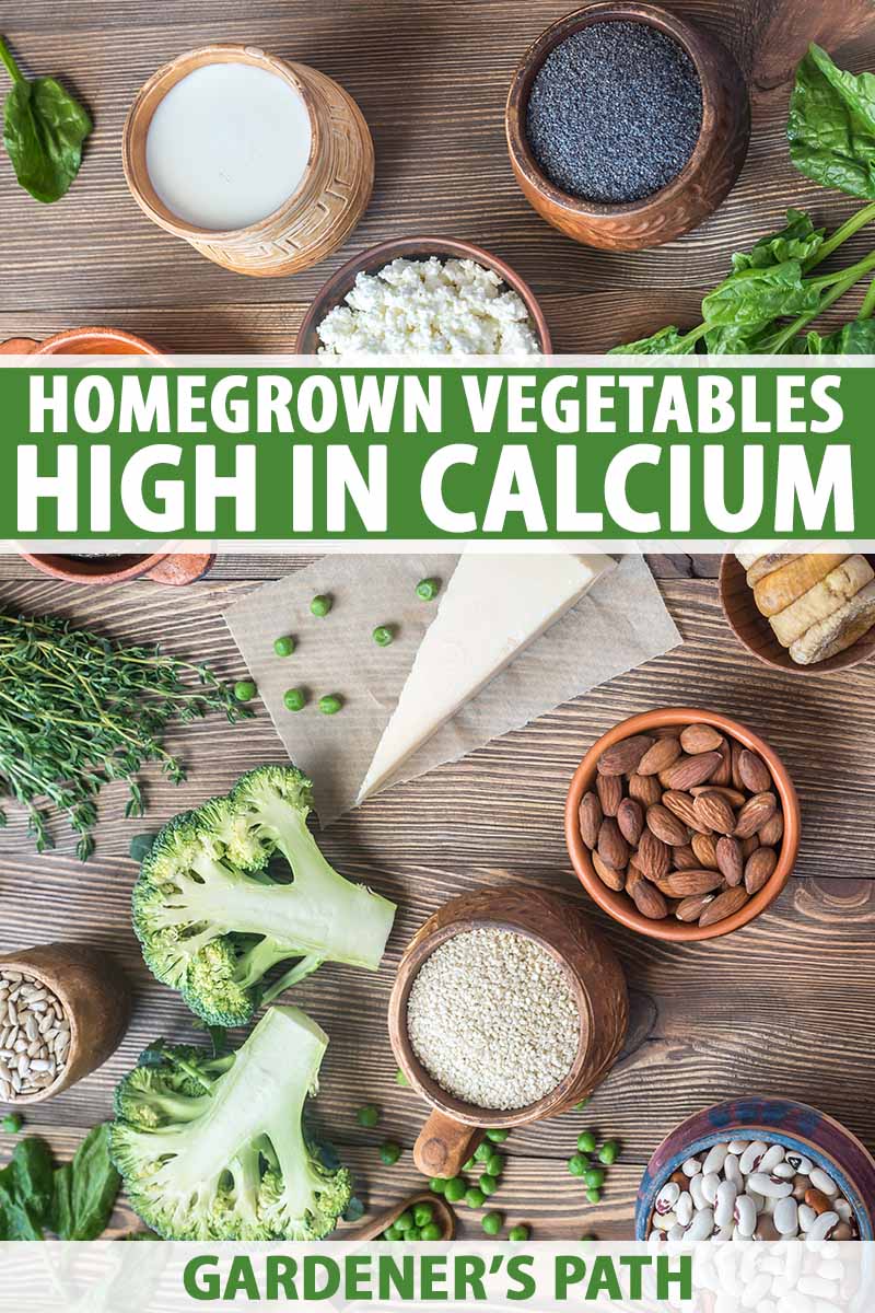 Which Vegetables Are The Best Sources Of Calcium Gardener s Path Which Vegetables Are The Best Sources Of Calcium Gardener s Path