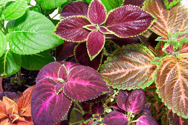 How to Plant and Grow Coleus | Gardener’s Path