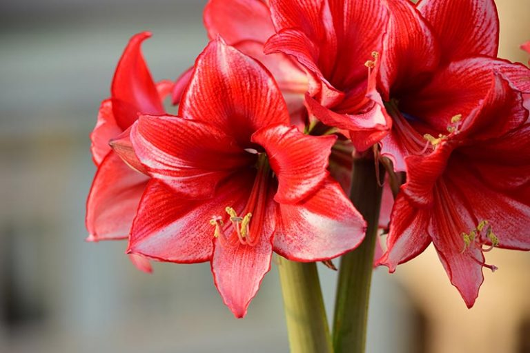 How to Propagate Amaryllis Bulbs | Gardener's Path