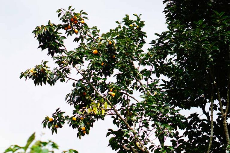 How to Grow and Care for American Persimmon Trees