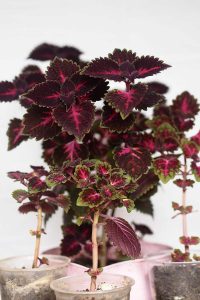 How to Plant and Grow Coleus | Gardener’s Path