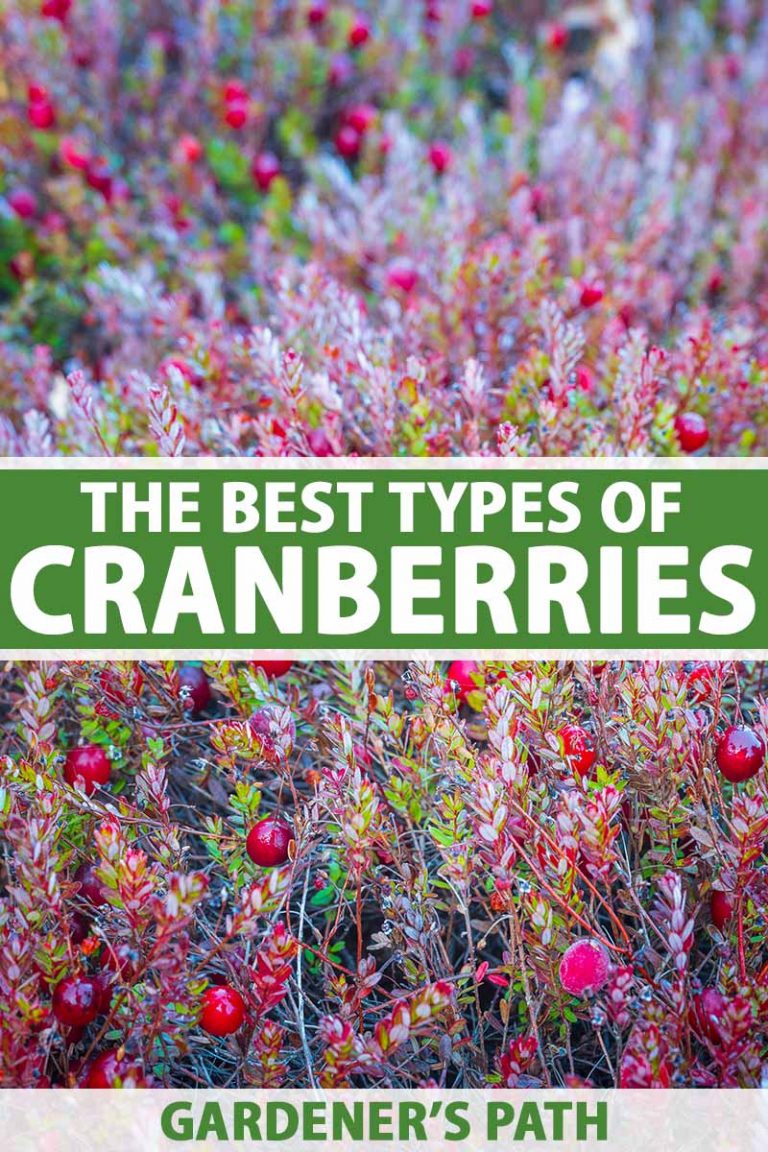 The Best Types of Cranberries to Grow Your Own | Gardener’s Path