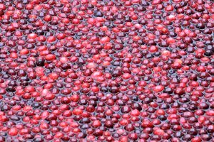 The Best Types of Cranberries to Grow Your Own | Gardener’s Path