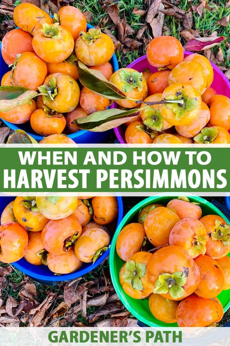 When and How to Harvest Persimmons | Gardener’s Path