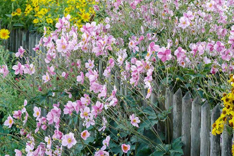 15 of the Best Anemone Varieties | Gardener’s Path