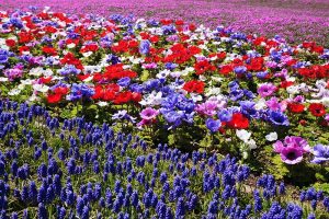 How to Plant and Grow Anemone Flowers | Gardener’s Path