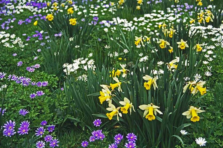How to Plant and Grow Anemone Flowers | Gardener’s Path