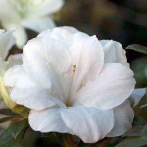 How to Grow Azaleas in Containers | Gardener’s Path