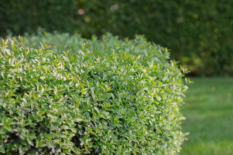 How to Grow and Care for Boxwood Shrubs | Gardener’s Path