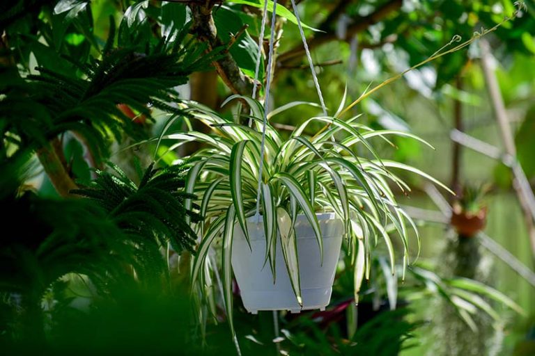 How to Grow and Care for Spider Plants | Gardener’s Path
