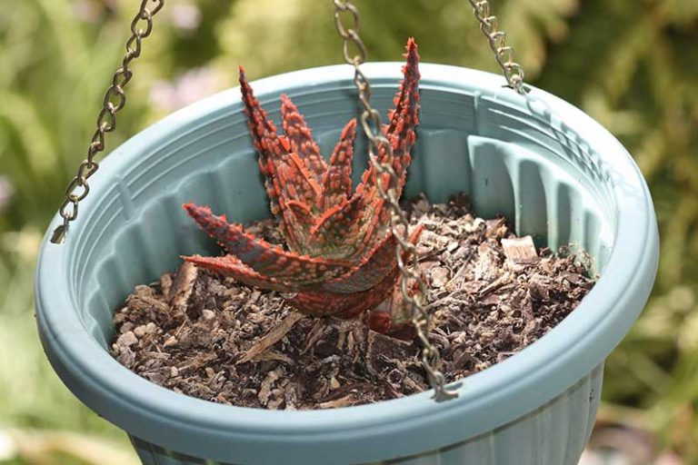 How to Grow Christmas Carol Aloe | Gardener’s Path