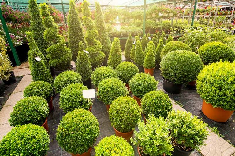 How to Grow and Care for Boxwood Shrubs | Gardener’s Path