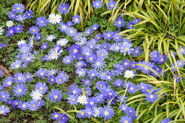 15 of the Best Anemone Varieties | Gardener’s Path