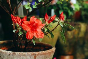 How to Grow Azaleas in Containers | Gardener’s Path