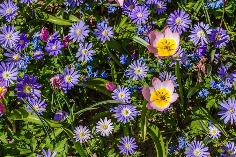 Anemone Flower Growing Guides, Tips, and Information | Gardener's Path