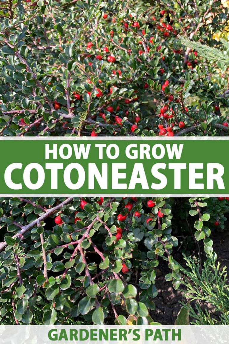 How to Grow and Care for Cotoneaster Shrubs | Gardener's Path