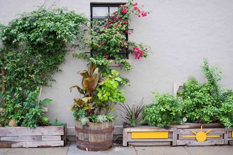 How to Grow Shrubs in Containers | Gardener’s Path