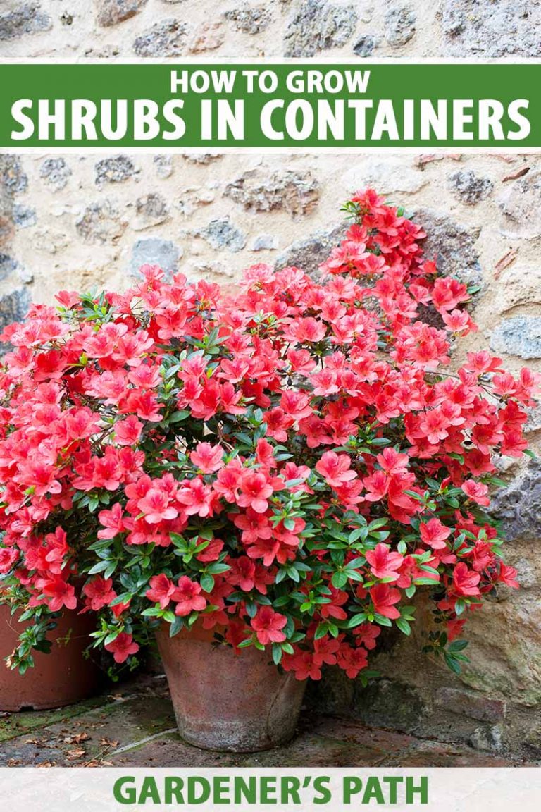 How to Grow Shrubs in Containers | Gardener’s Path