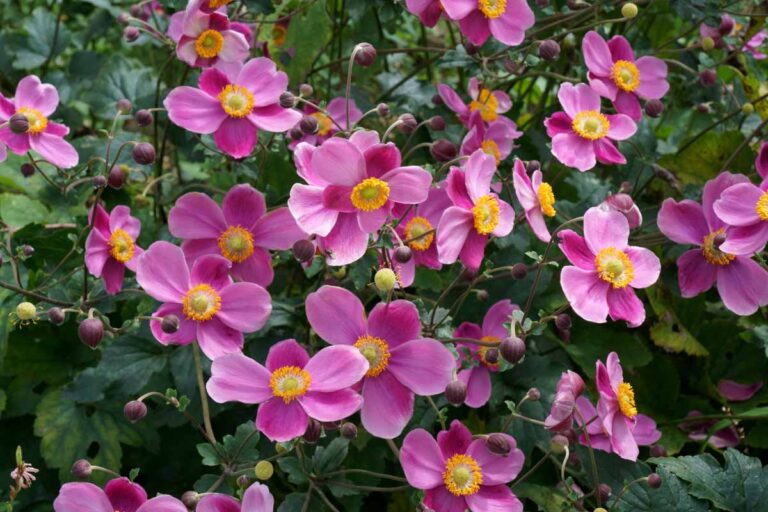 How to Grow and Care for Japanese Anemone Flowers