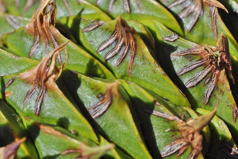 How to Grow Norfolk Island Pine Trees | Gardener’s Path