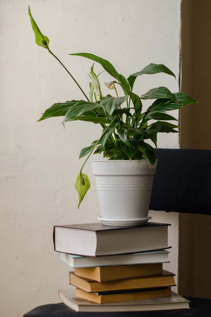 How to Grow and Care for Peace Lilies | Gardener’s Path