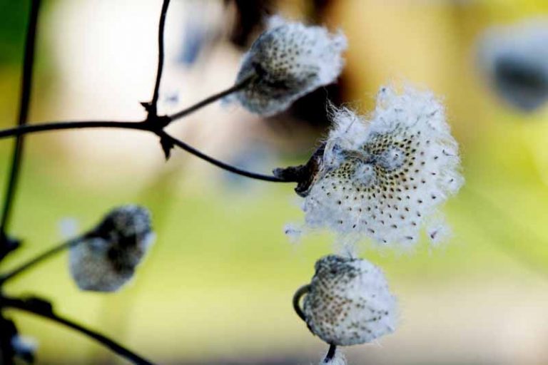How to Grow and Care for Japanese Anemone Flowers