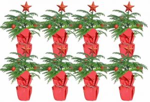 How to Grow Norfolk Island Pine Trees | Gardener’s Path