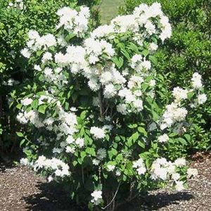 How to Grow and Care for Mock Orange Shrubs | Gardener’s Path