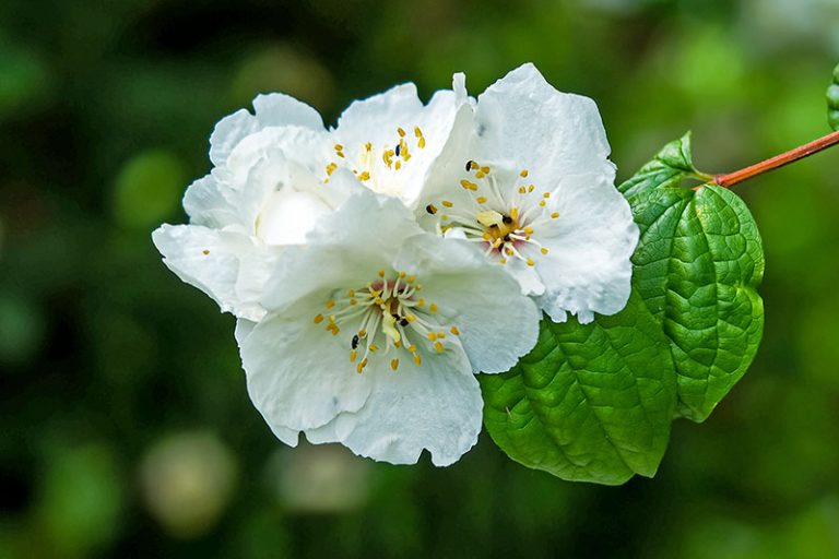 How To Grow And Care For Mock Orange Shrubs Gardeners Path