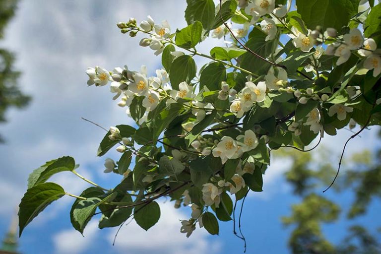 How To Grow And Care For Mock Orange Shrubs Gardeners Path