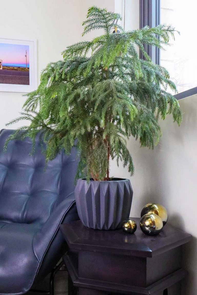 How to Grow Norfolk Island Pine Trees | Gardener’s Path