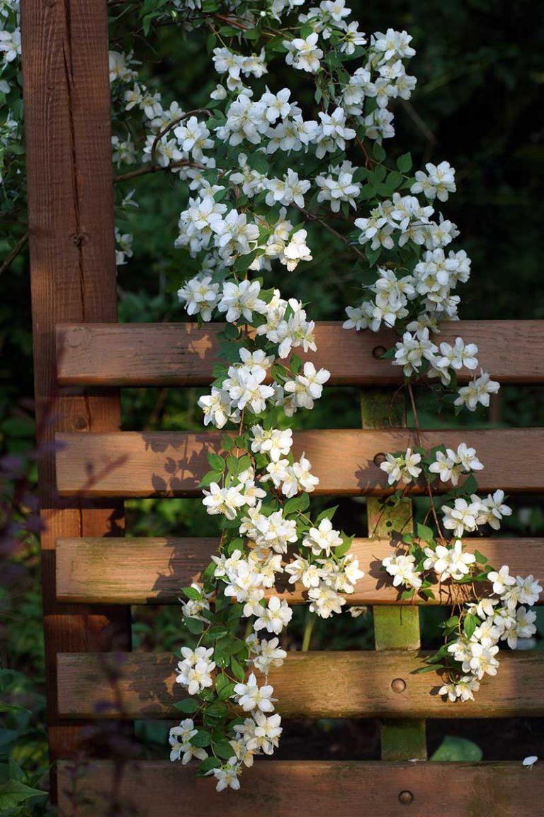 How To Grow And Care For Mock Orange Shrubs Gardeners Path