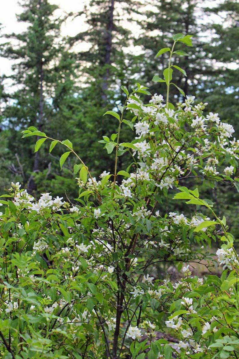 How To Grow And Care For Mock Orange Shrubs Gardeners Path