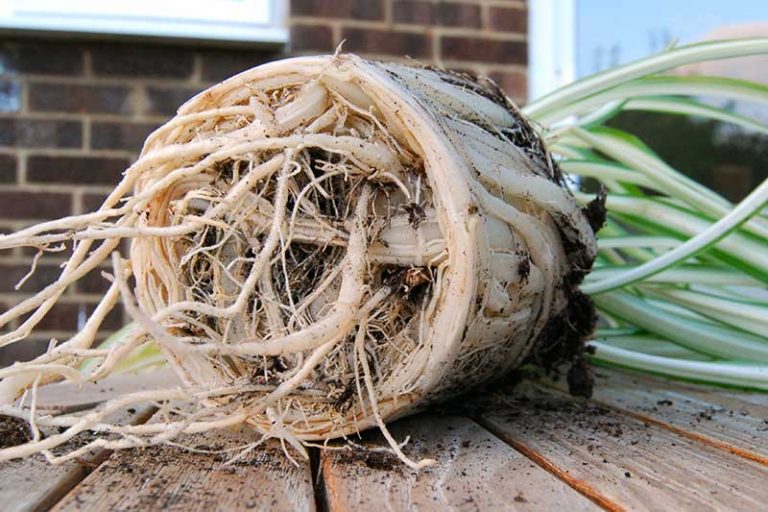 How to Grow and Care for Spider Plants | Gardener’s Path