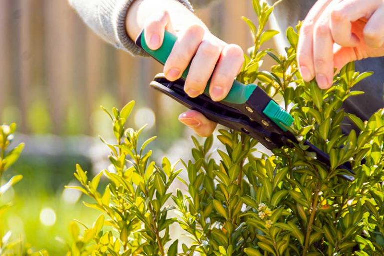 How to Grow and Care for Boxwood Shrubs | Gardener’s Path