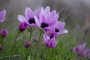 15 of the Best Anemone Varieties | Gardener’s Path