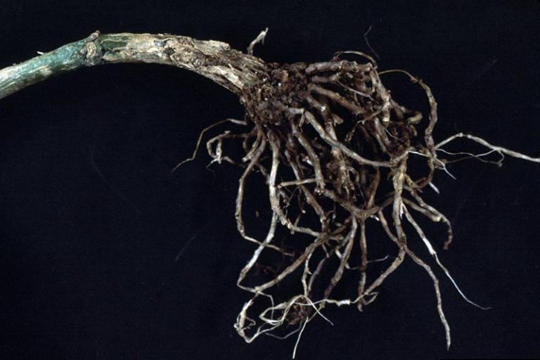 How to Identify and Prevent Peace Lily Diseases | Gardener’s Path