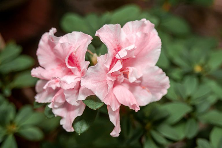How to Grow Azaleas in Containers | Gardener’s Path