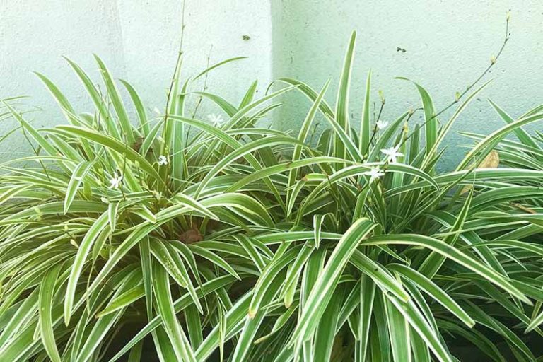 How to Grow and Care for Spider Plants | Gardener’s Path