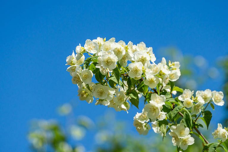How To Grow And Care For Mock Orange Shrubs Gardeners Path
