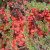 How to Grow Flowering Quince (Chaenomeles) | Gardener’s Path